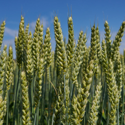 КВС СФЕРА - KWS SAAT SE & Co. KGaA