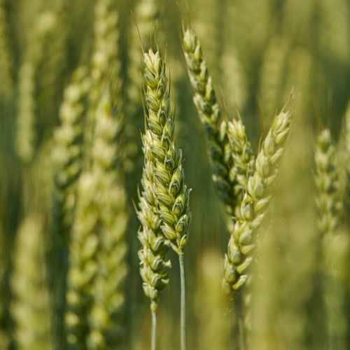 КВС СФЕРА - KWS SAAT SE & Co. KGaA