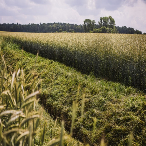 KWS Receptor - KWS SAAT SE & Co. KGaA